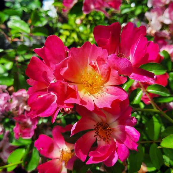 Bodendeckerrose - Rose 'Pink Compact Meidiland' - rosa
