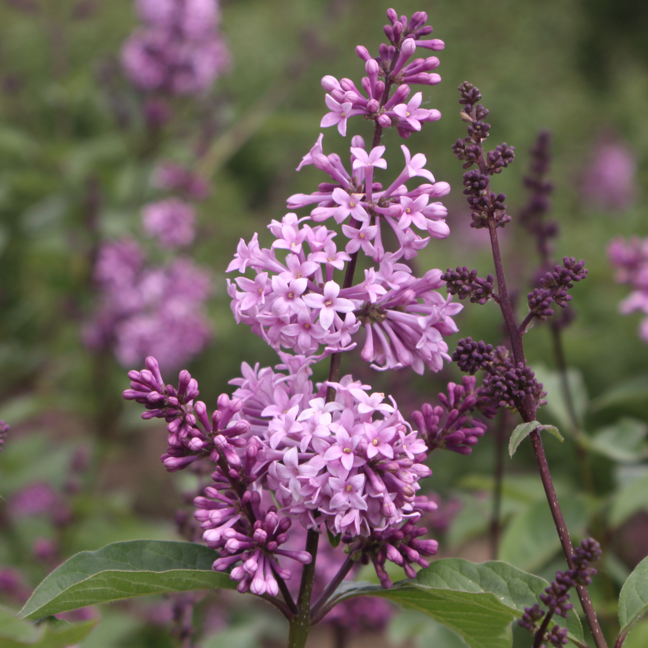 Juniflieder - Syringa prestoniae 'Nocturne' - rosa