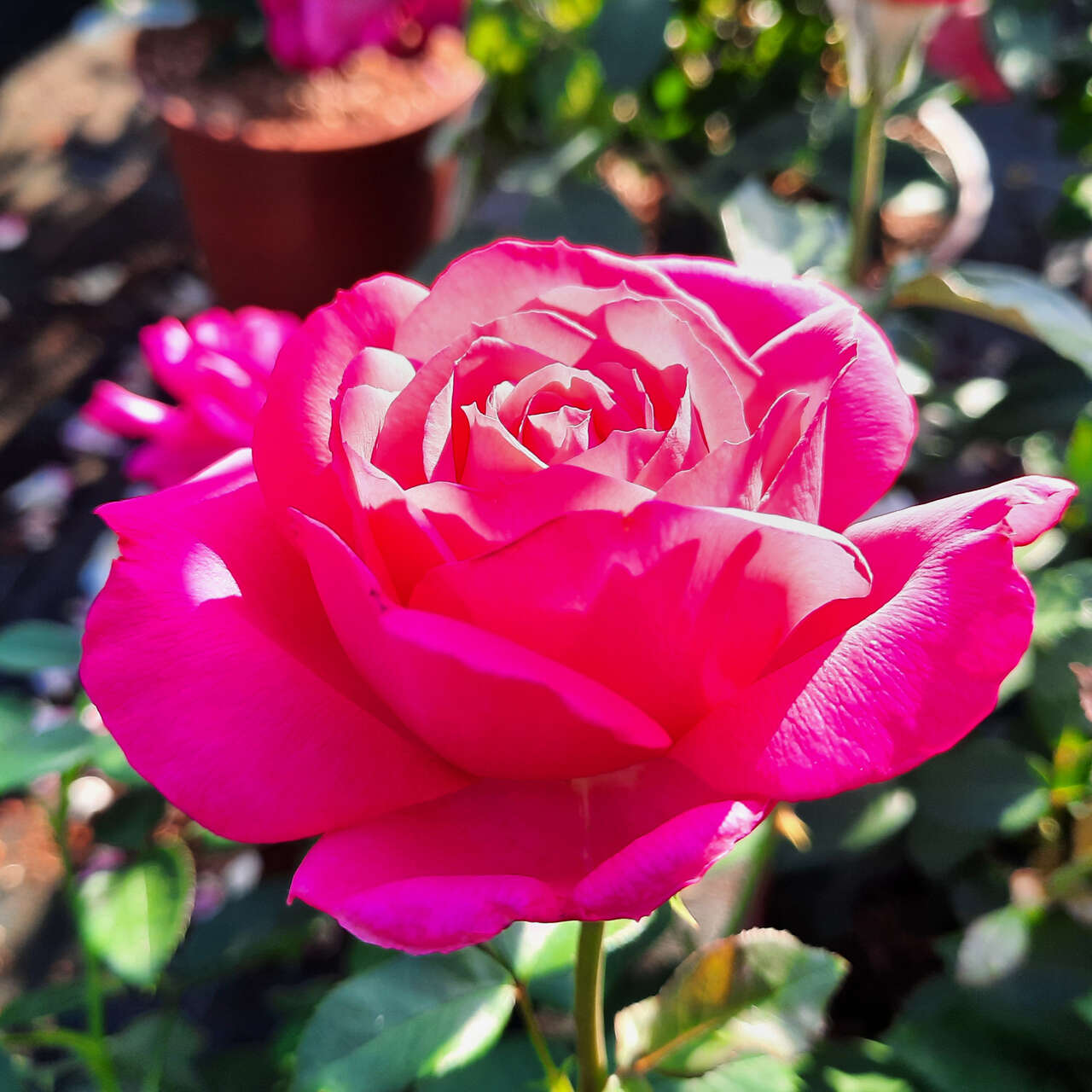 Moderne Edelrose - Rose 'Sexy Perfumella' - rosa