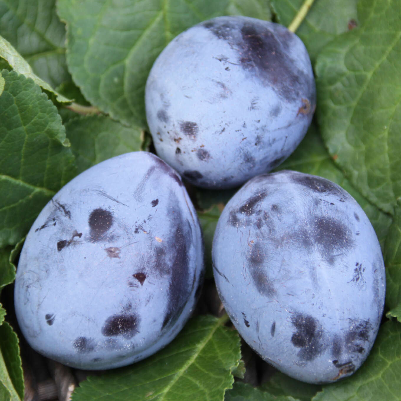 Zwetschke - Prunus dom. 'Hauszwetschke' - weiß