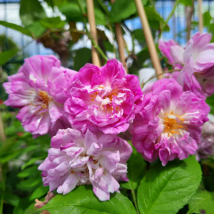 Ramblerrose - Rose 'Seven Sisters' - rosa