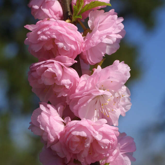 Mandelröschen - Prunus triloba - rosa