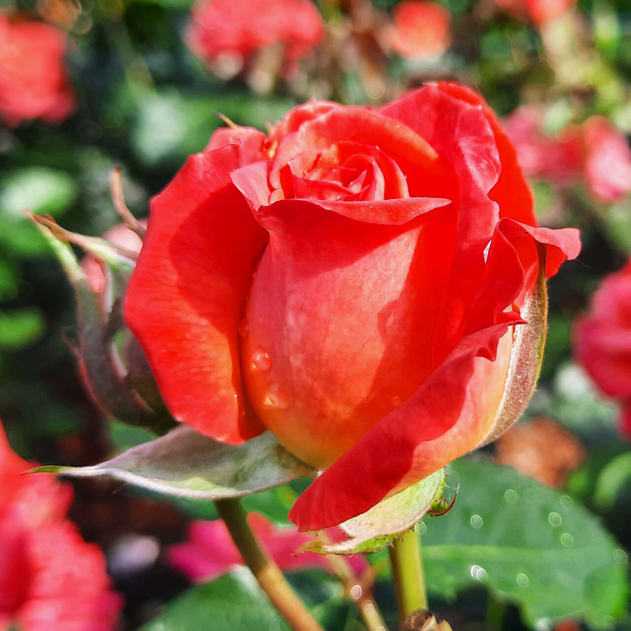 Moderne Edelrose - Rose 'Vulcano' - rot