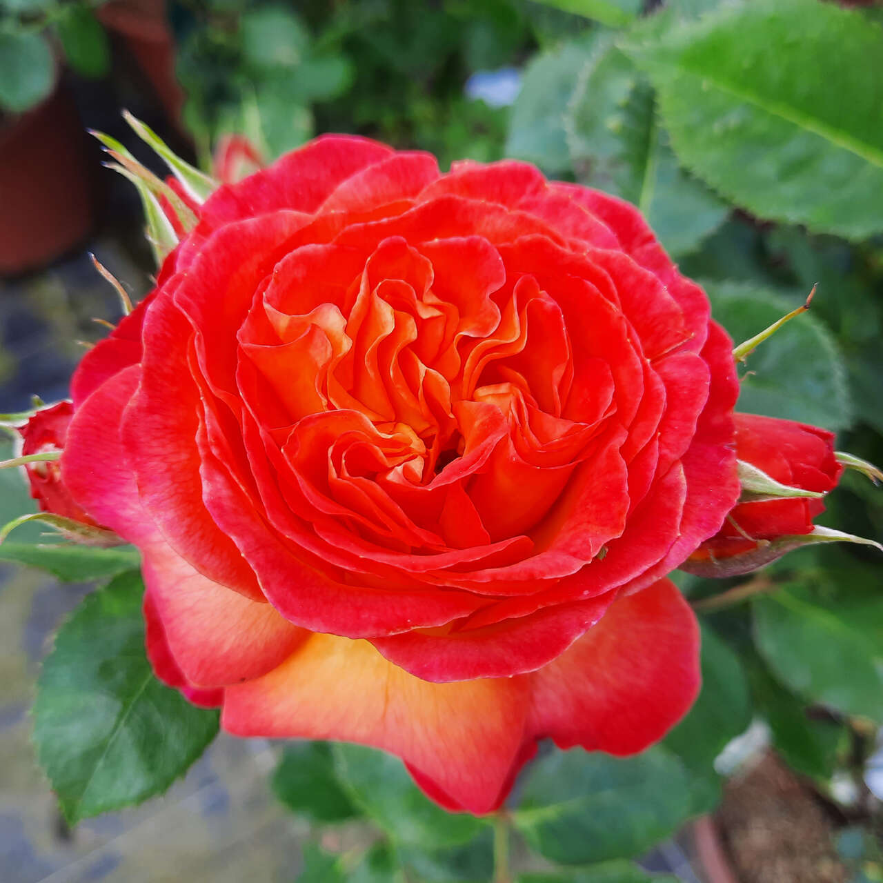Moderne Edelrose - Rose 'Vulcano' - rot