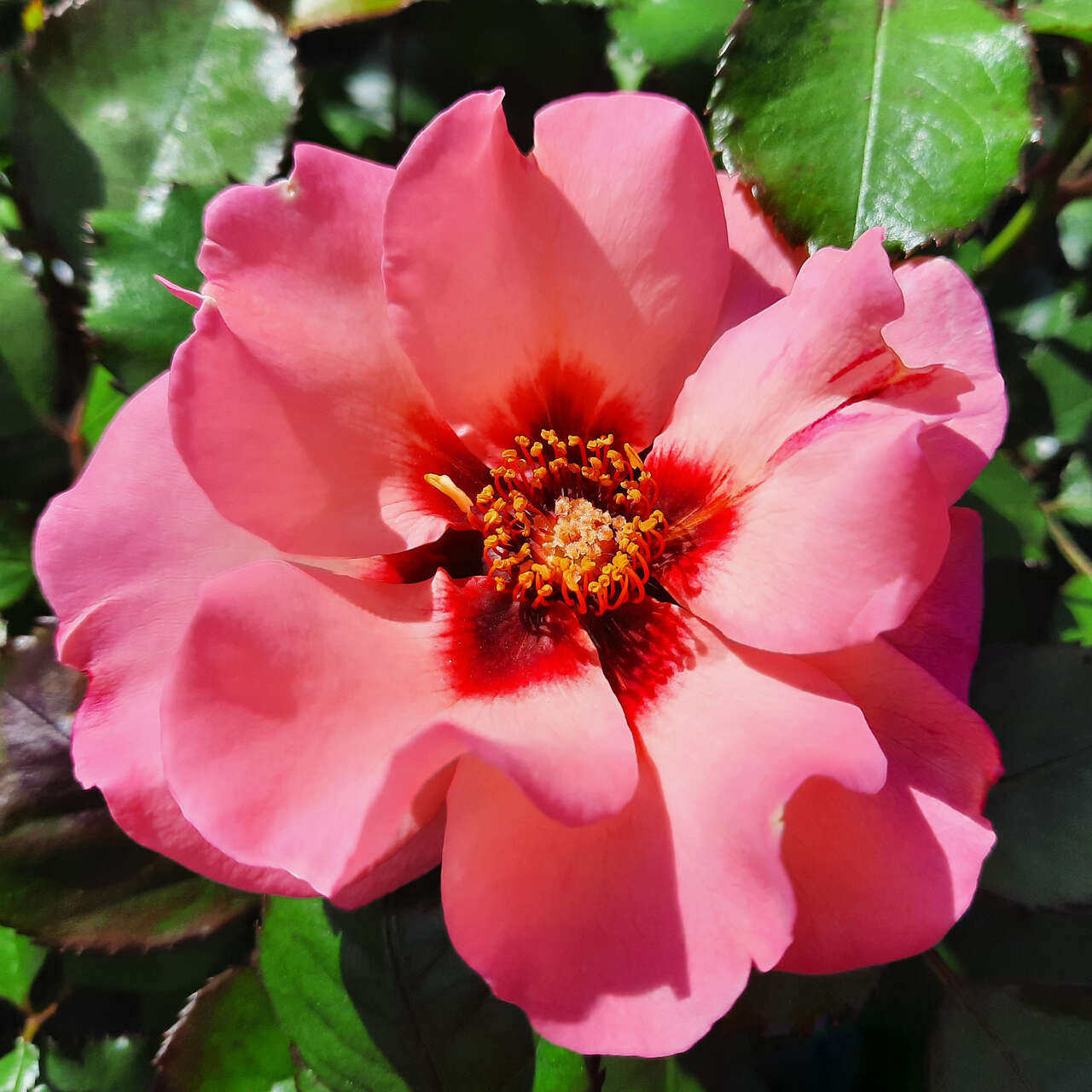 Englische Strauchrose - Rose 'Alissar, Princess of Phoenicia' - mehrfärbig