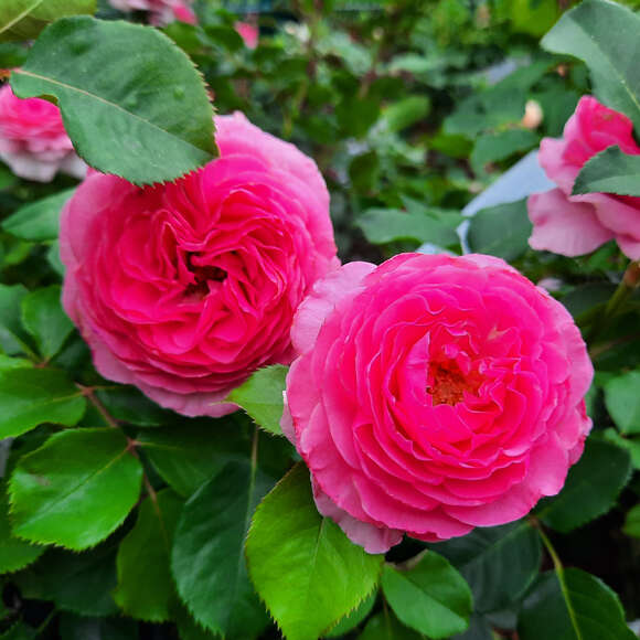 Essbare Rose, Beetrose - Rose 'Renee van Wegberg' - rosa