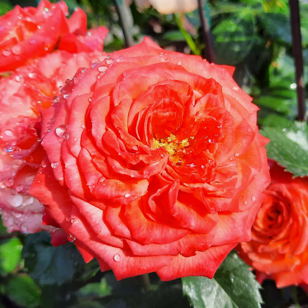 Moderne Edelrose - Rose 'Vulcano' - rot