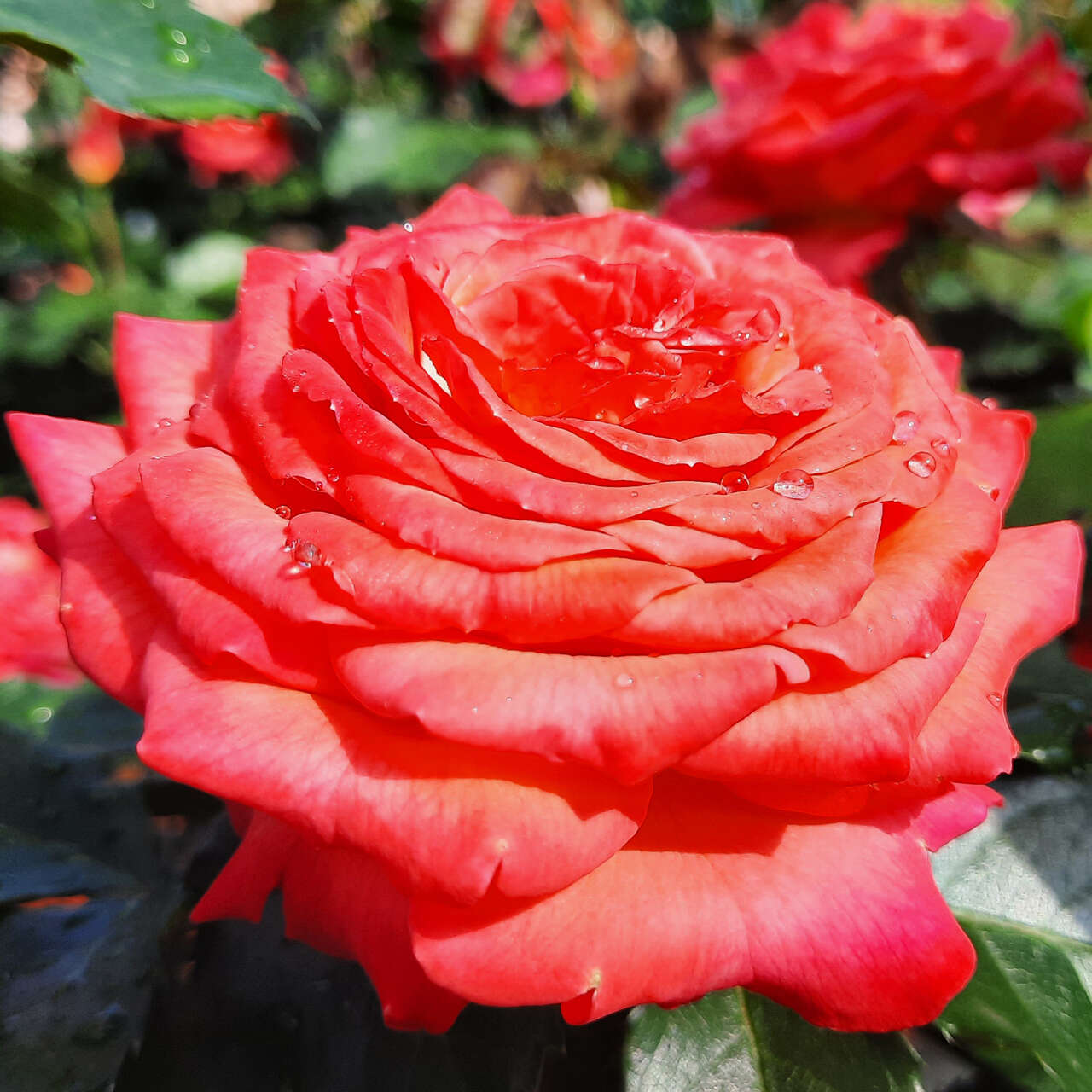 Moderne Edelrose - Rose 'Vulcano' - rot