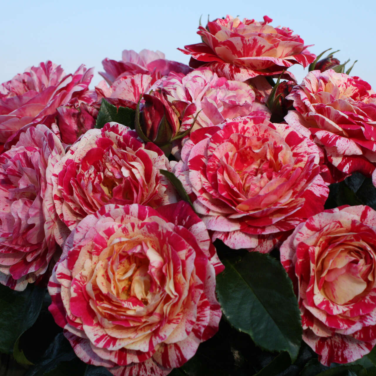 Beetrose - Rose 'Abracadabra' - rosa, mehrfärbig