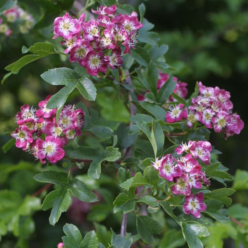 Kaskaden-Rotdorn - Crataegus laevigata 'Crimson Cloud' - rosa