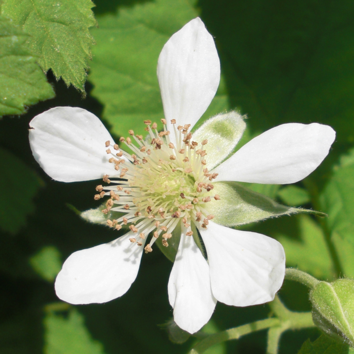 Loganbeere - Rubus loganobaccus 'Logan' - weiß