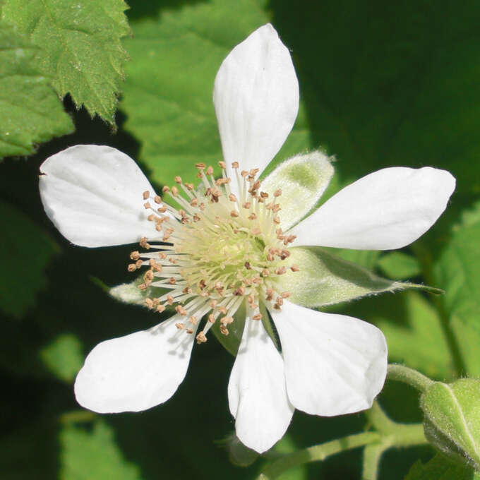 Loganbeere - Rubus loganobaccus 'Logan' - weiß