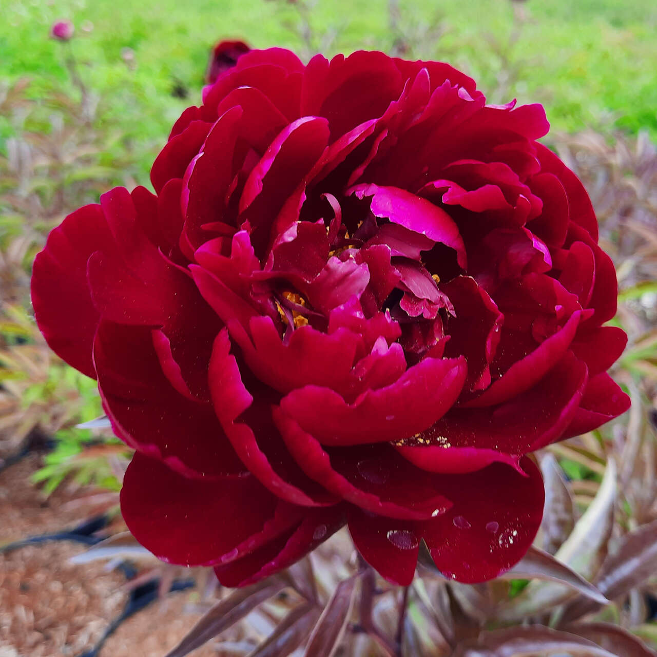 Pfingstrose - Paeonia lactiflora 'Peter Brand' - rot