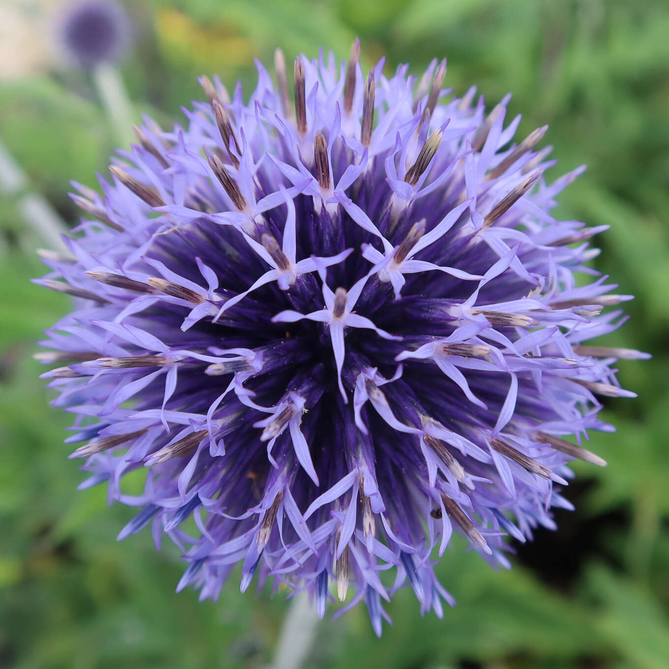 Kugeldistel - Echinops ritro - blau