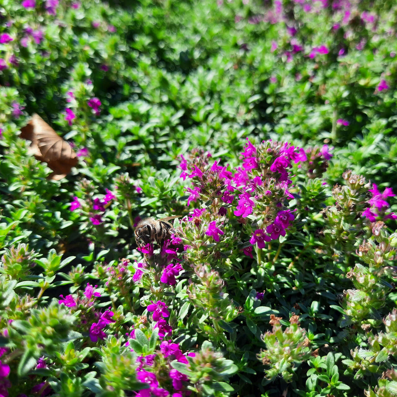 Thymian - Thymus praecox 'Purple Beauty' - rosa