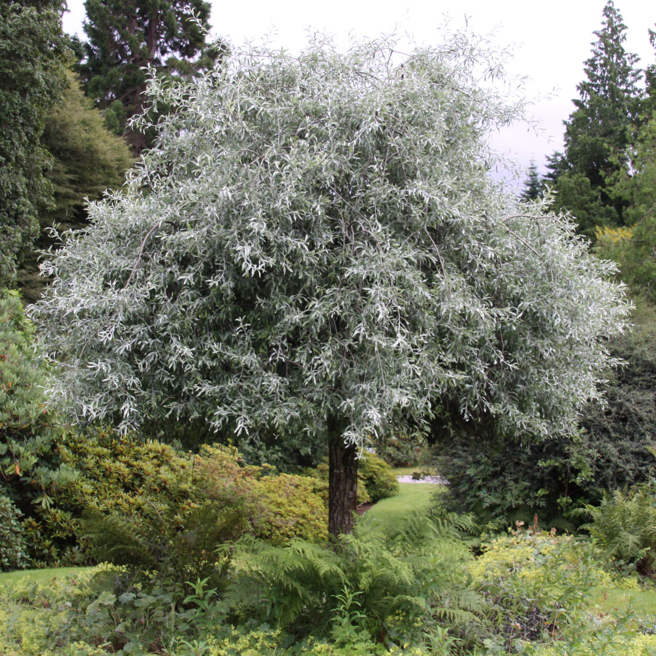 Hängebirne - Pyrus salicifolia 'Pendula' - weiß
