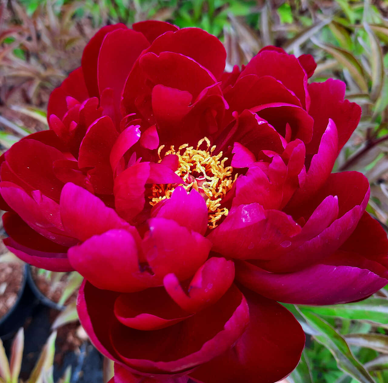 Pfingstrose - Paeonia lactiflora 'Peter Brand' - rot