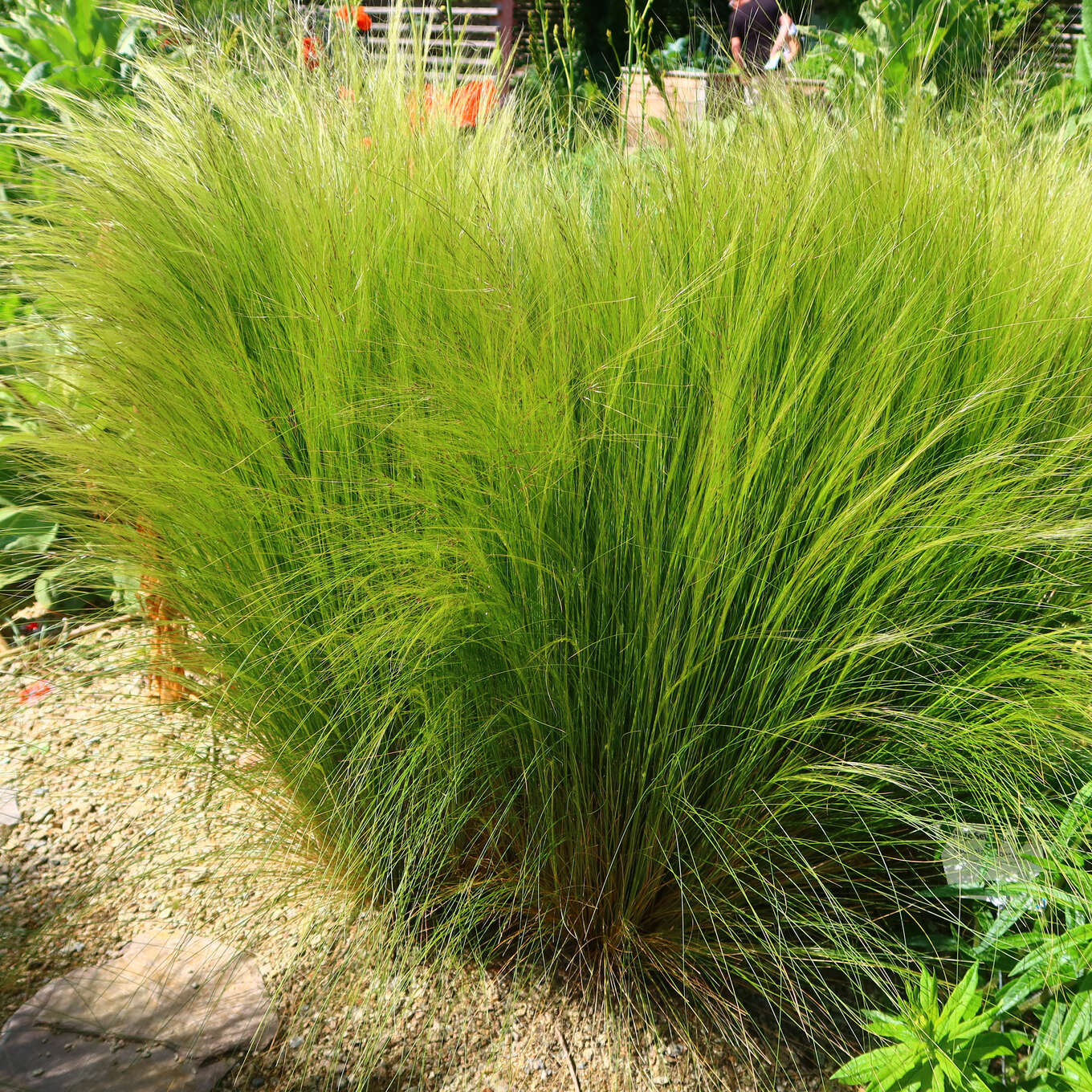 Federgras - Stipa tenuissima 'Ponytails' - schmale, silbrige ...