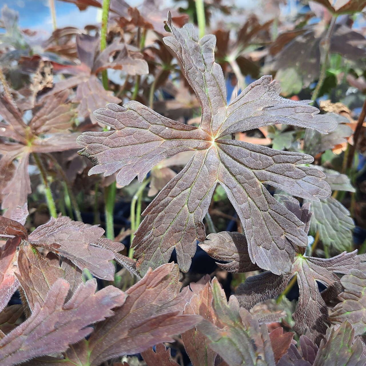 Amerikan. Wald-Storchschnabel - Geranium maculatum 'Espresso' - lila