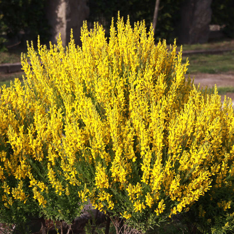 Königsgold-Ginster - Genista tinctoria 'Royal Gold' - gelb