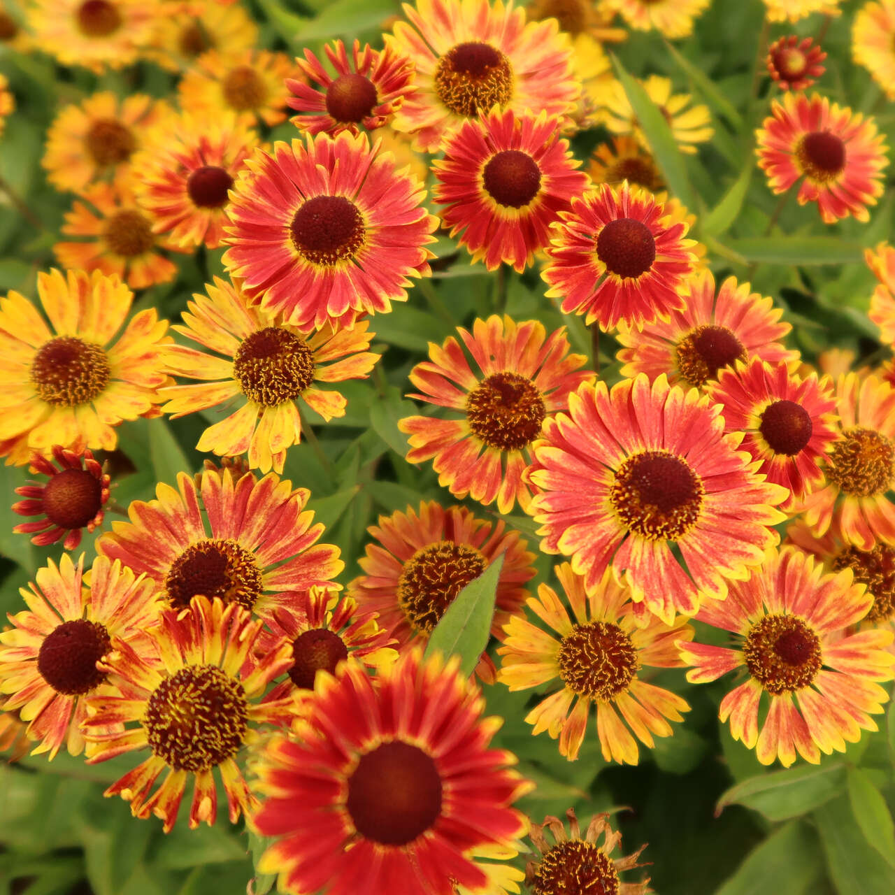 Sonnenbraut - Helenium 'Bandera' - gelb, rot, mehrfärbig