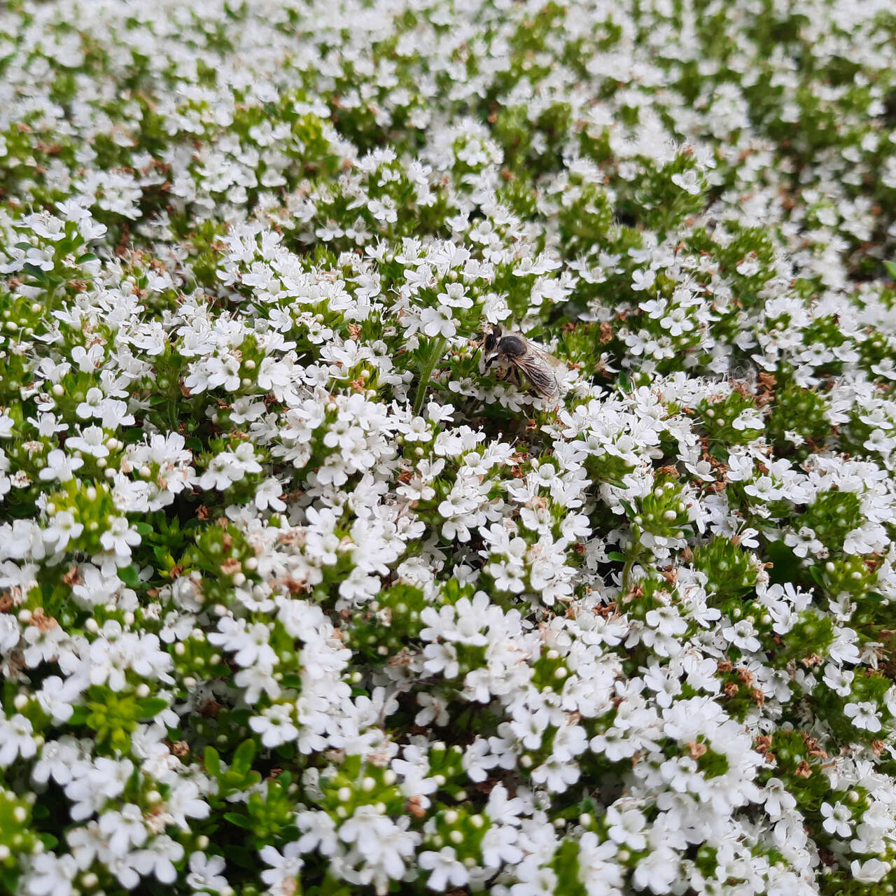 Thymian - Thymus praecox 'Albiflorus' - weiß