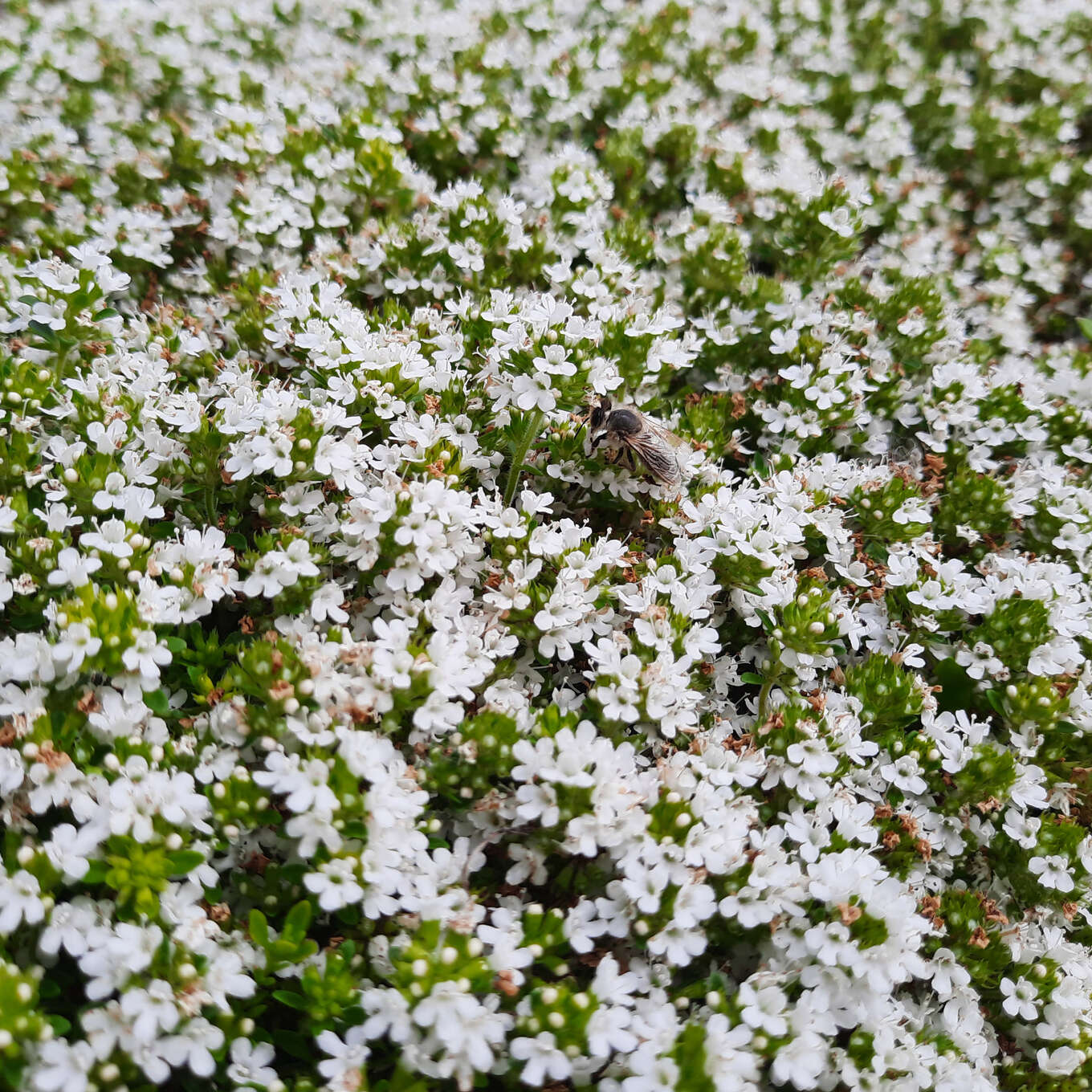 Thymian - Thymus praecox 'Albiflorus' - weiß