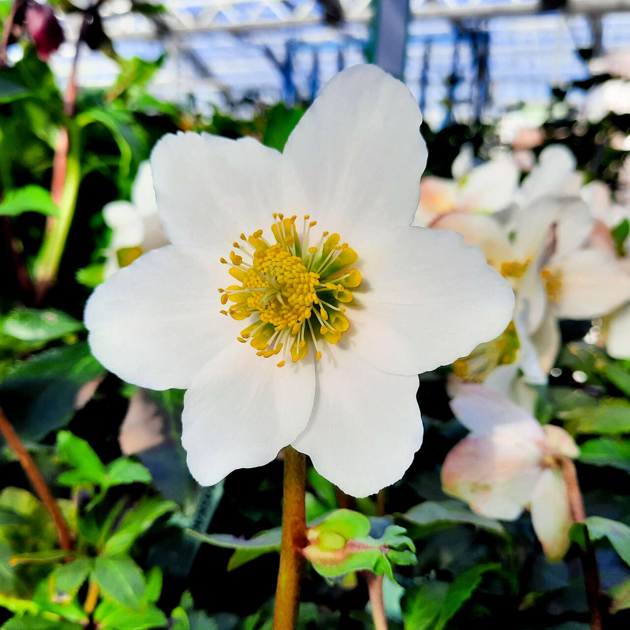 Schneerose - Helleborus niger 'Fina' - weiß