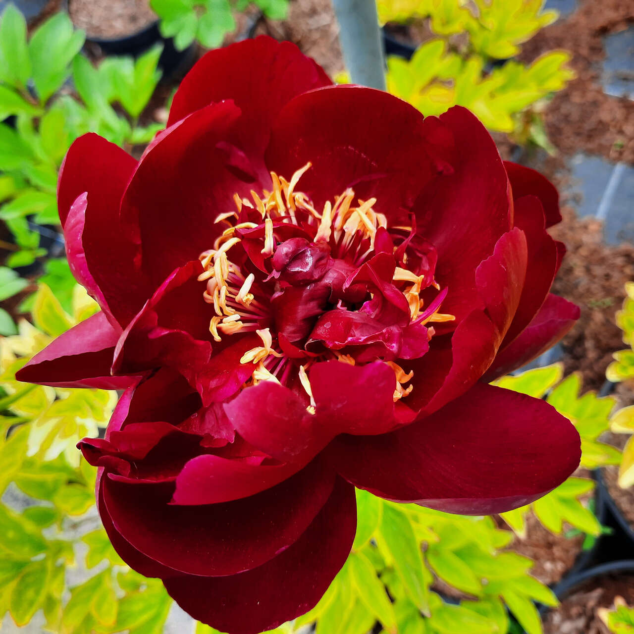Pfingstrose - Paeonia lactiflora 'Buckeye Belle' - rot