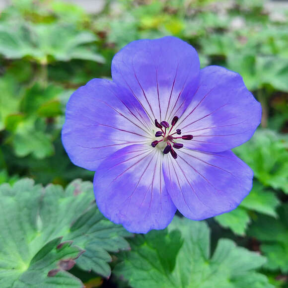 Storchschnabel - Geranium 'Azure Rush' - lila