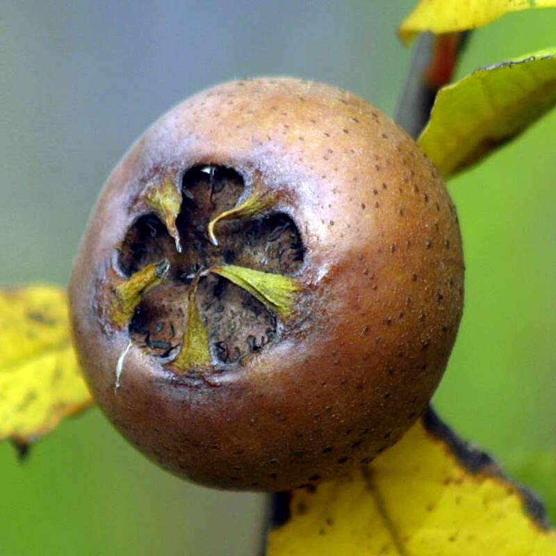 Mispel - Mespilus germanica 'Mispel von Nottingham'