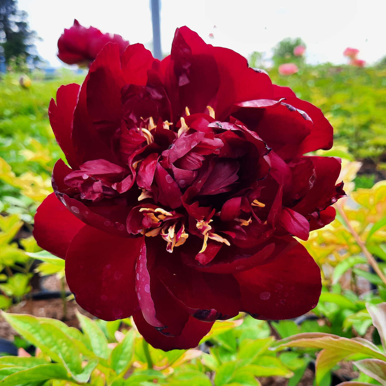 Pfingstrose - Paeonia lactiflora 'Buckeye Belle' - rot