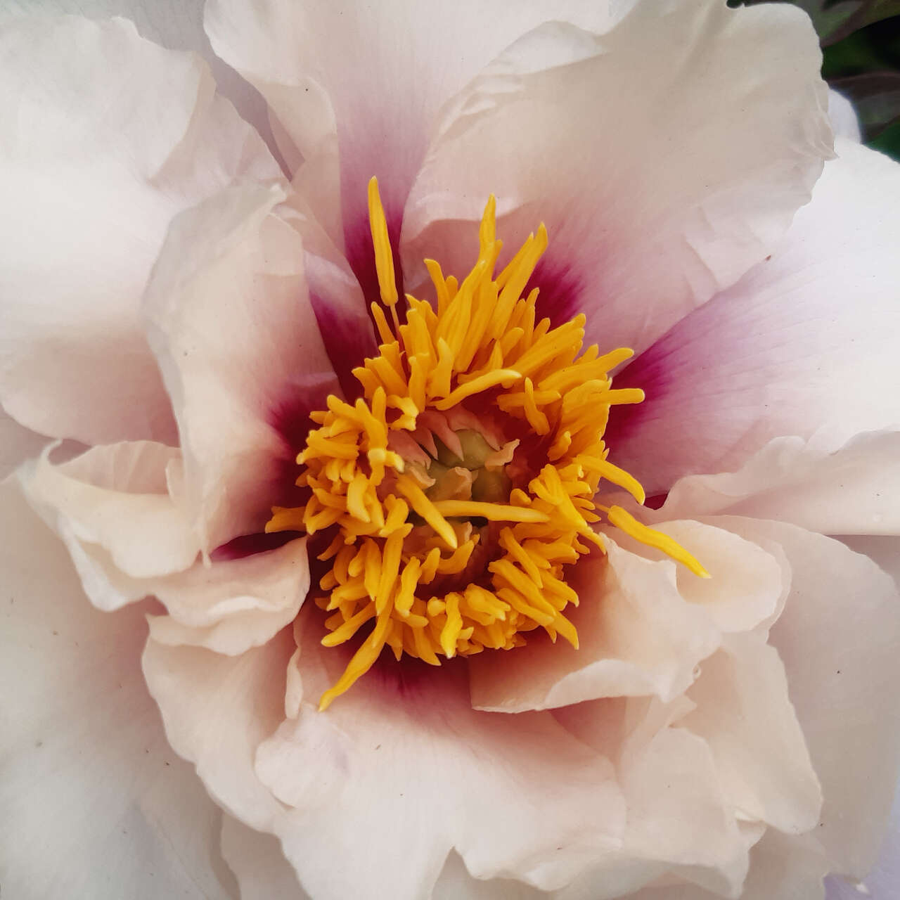 Pfingstrose Intersectional-Hybride - Paeonia Itoh-Hybr. 'Cora Louise ...