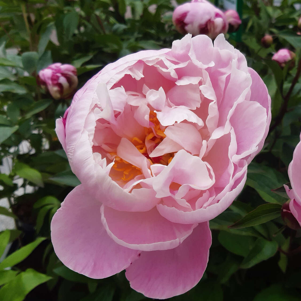 Pfingstrose - Paeonia lactiflora 'Lady Alexandra Duff' - rosa
