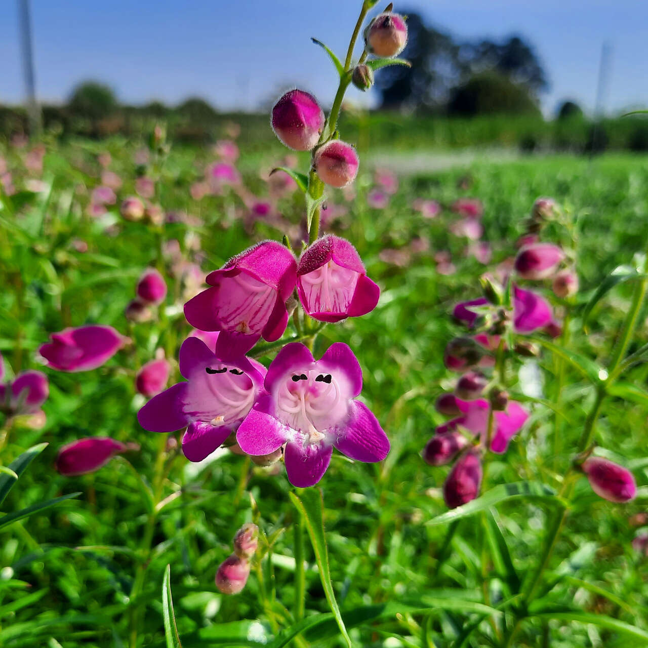 Bartfaden - Penstemon 'Red Rocks' - rosa