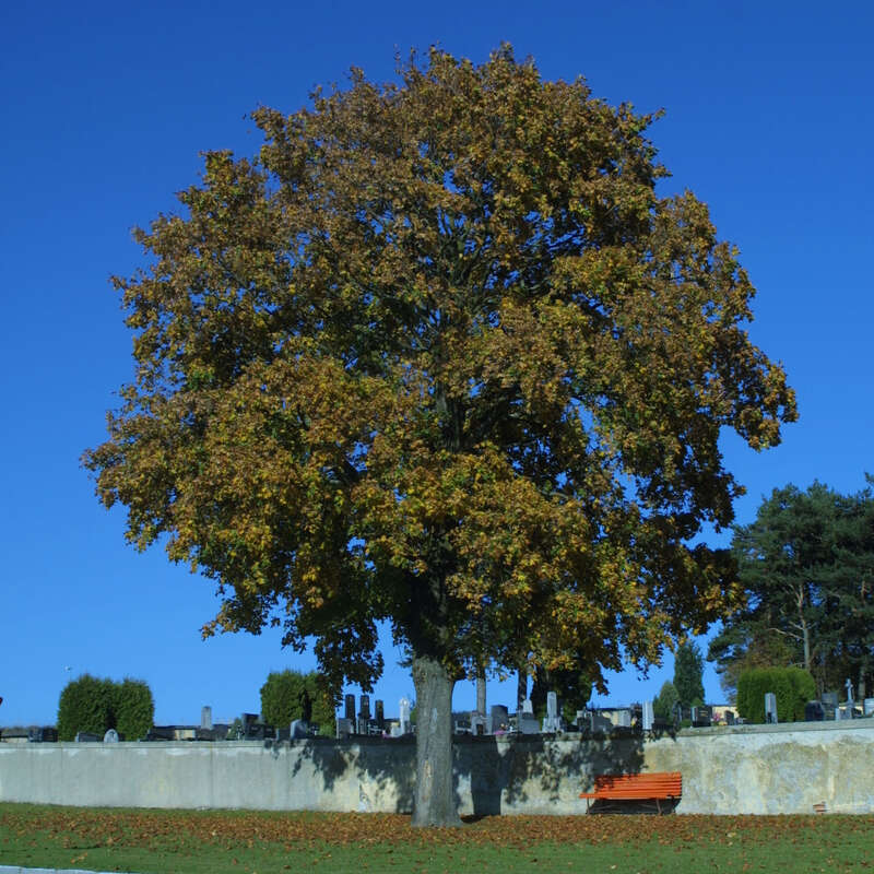 Spitzahorn - Acer platanoides - gelb
