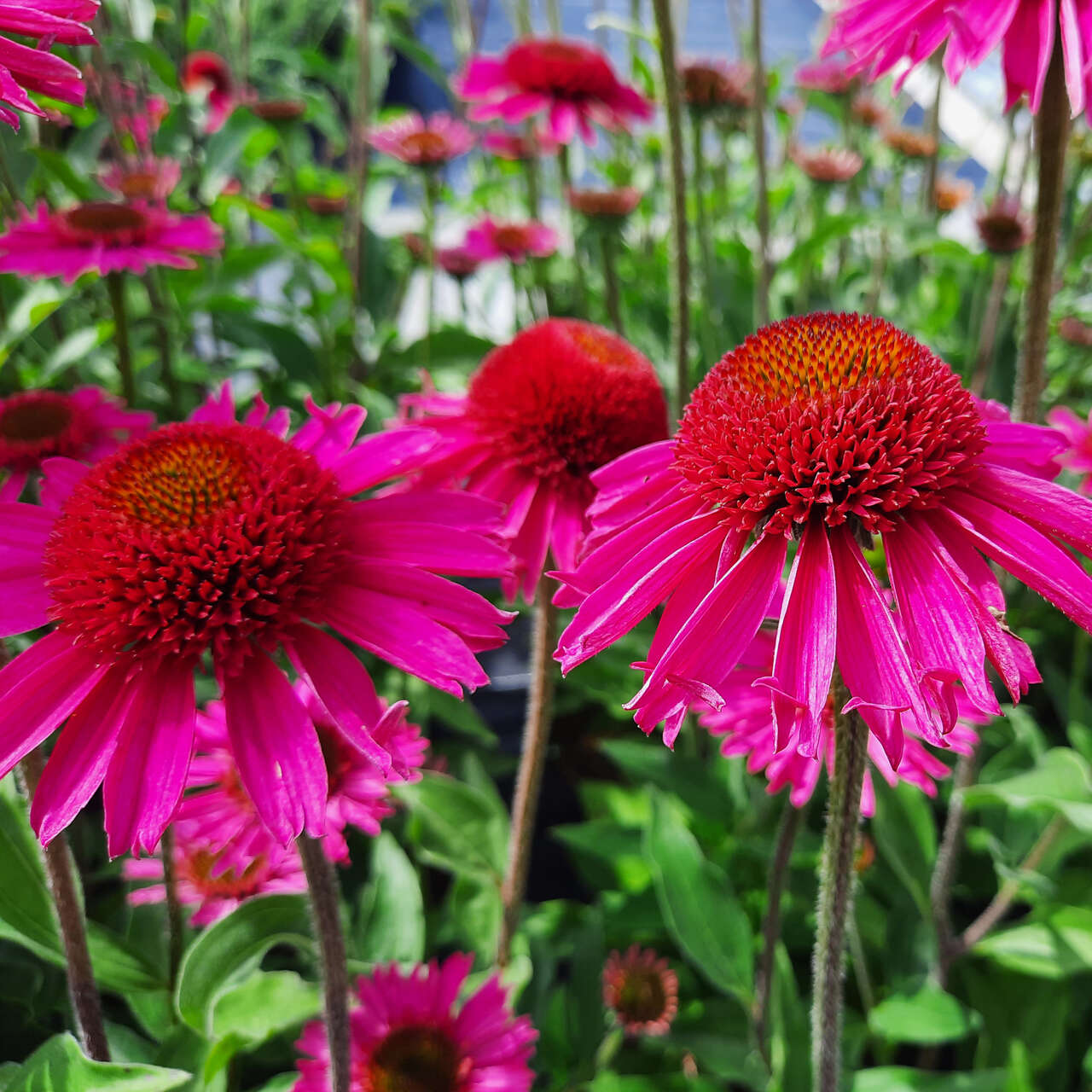 Sonnenhut - Echinacea purpurea 'Delicious Candy' - rosa