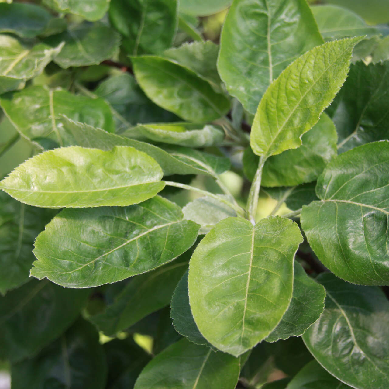 Hagebuttenbirne - Sorbopyrus bulbiformis 'Baciu II' - weiß