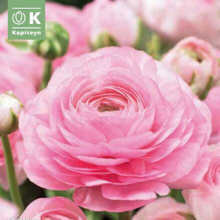 Ranunculus - Ranunculus aviv Pink - rosa