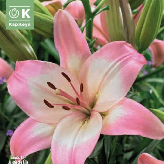 Lilie - Lilium Asia.Hybr.Levi - rosa