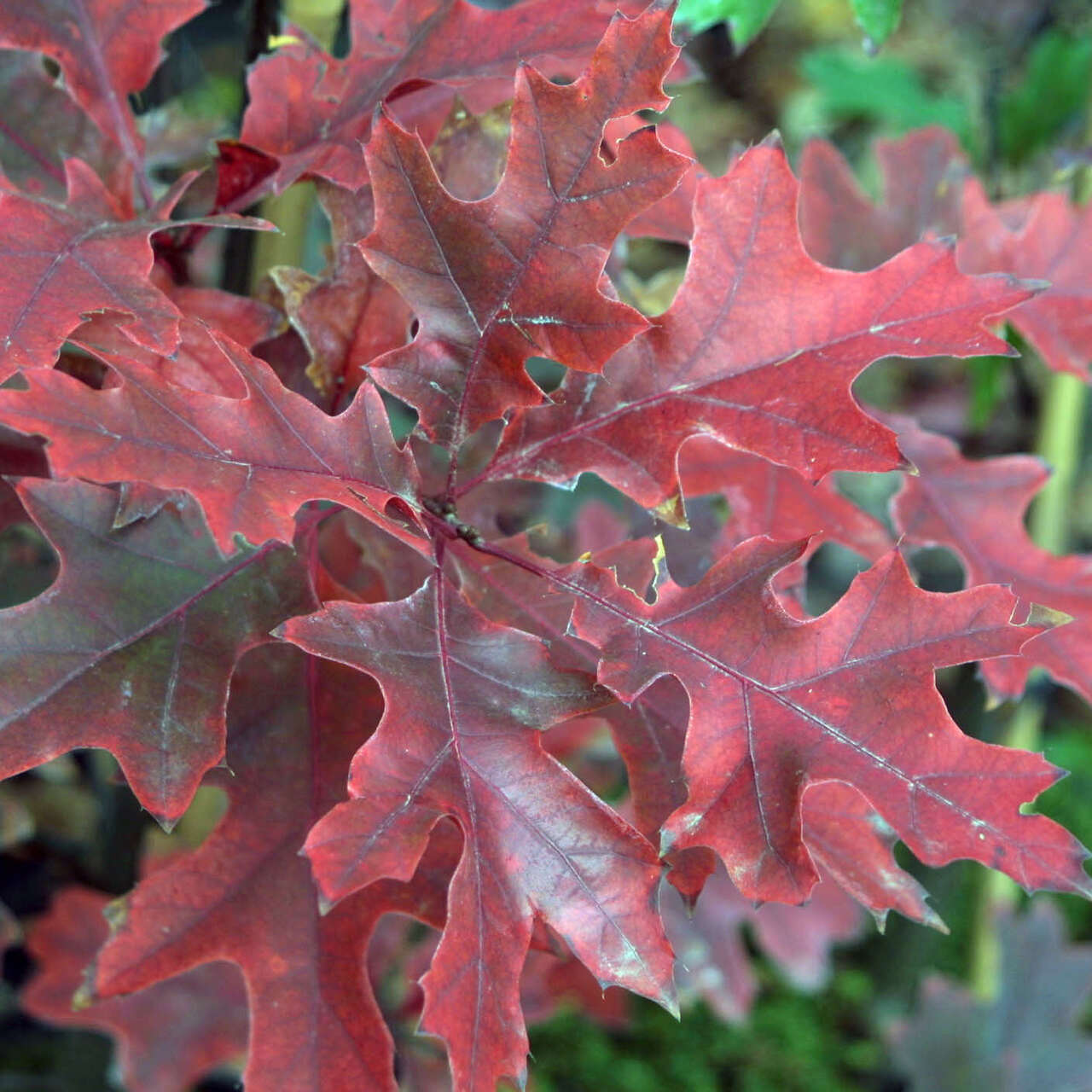 Amerikanische Roteiche - Quercus rubra - grün