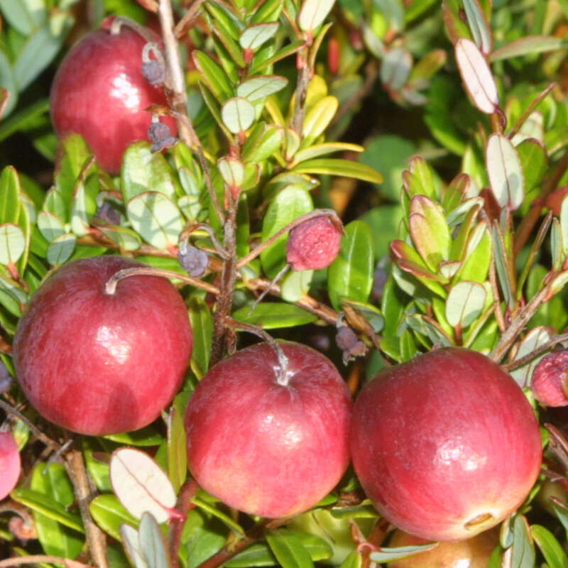 Cranberry - Vaccinium macrocarpon