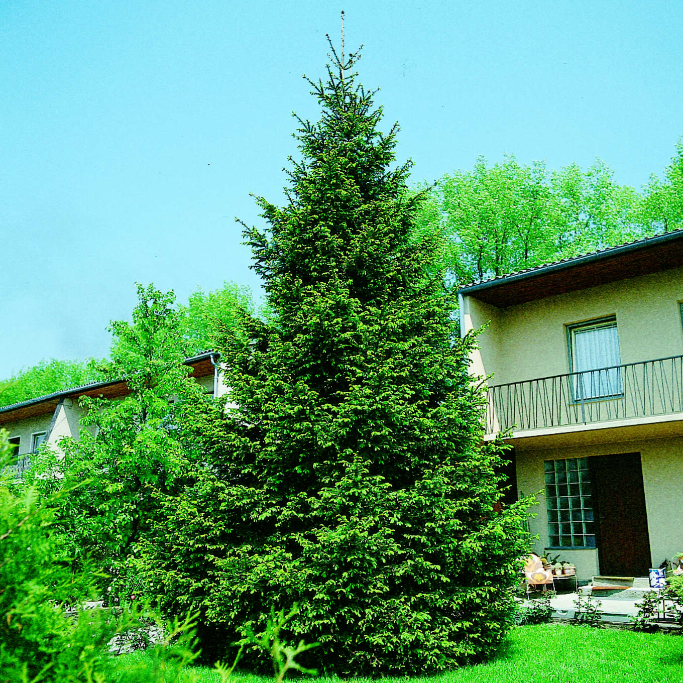 Heimische Fichte - Picea abies - grün