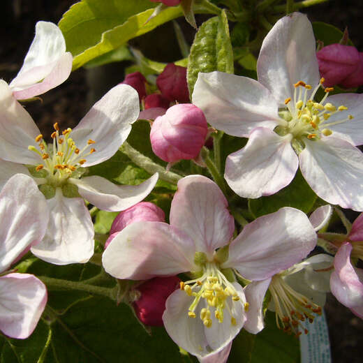 Säulen-Zierapfel - Malus 'Maypole' - rosa