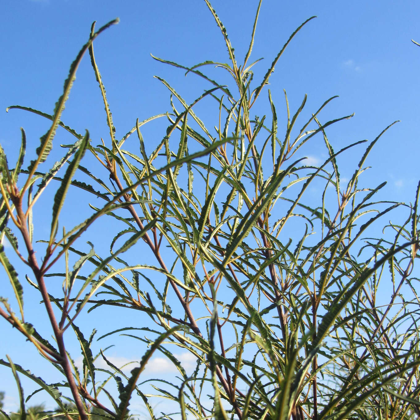 Geschlitzter Faulbaum - Frangula alnus 'Asplenifolia' - grün