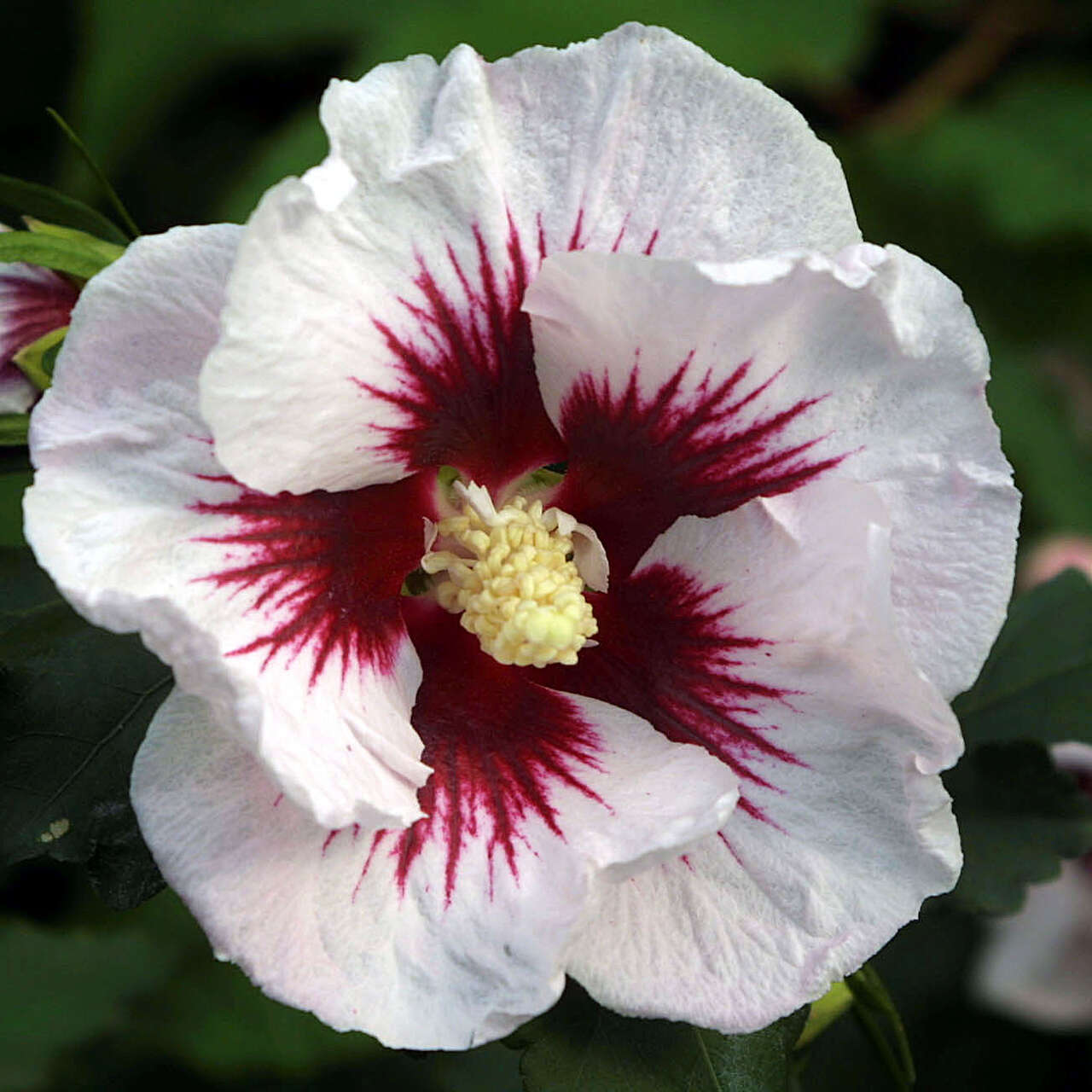 Eibisch - Hibiscus syriacus 'Helene' - mehrfärbig