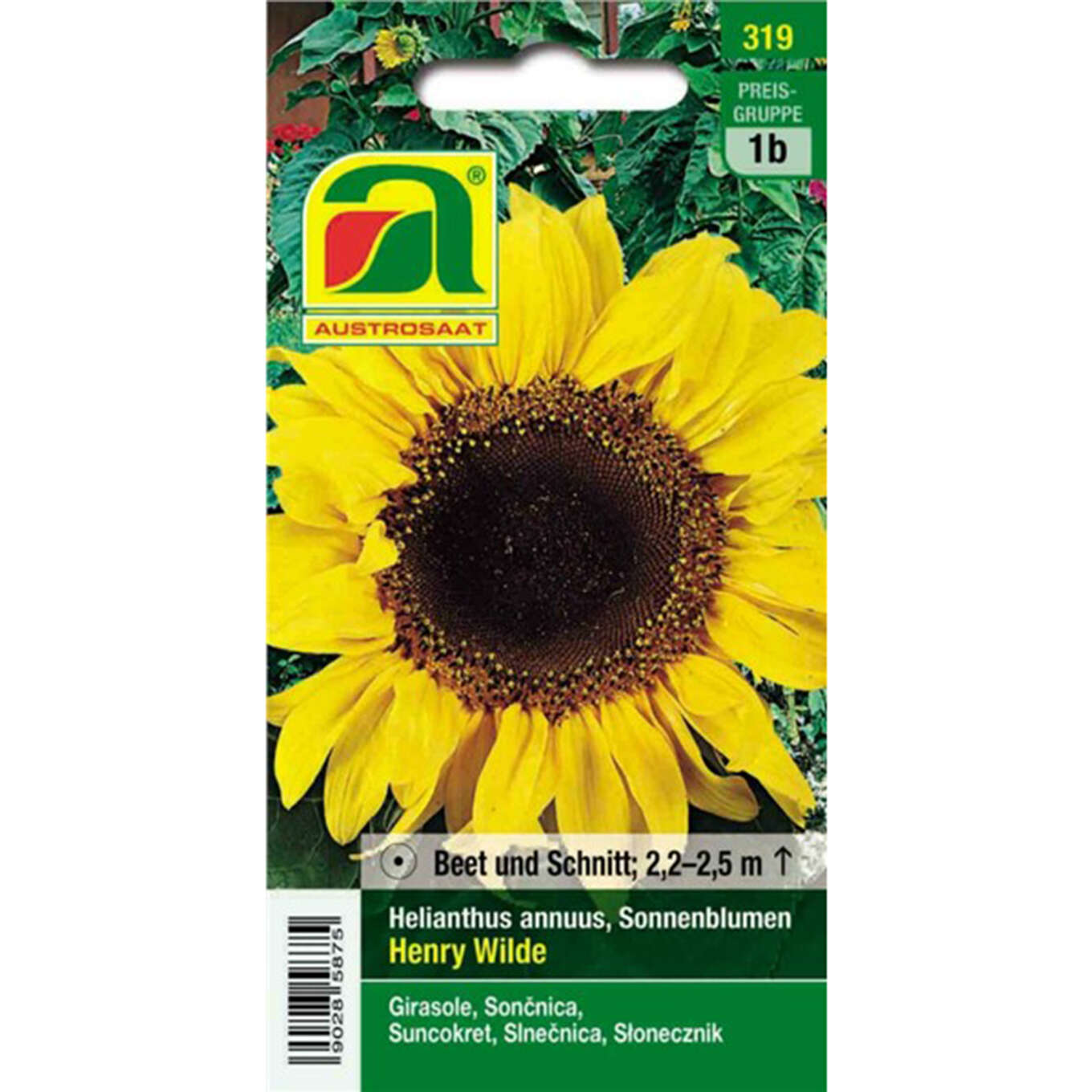 Sonnenblumen "Henry Wilde"