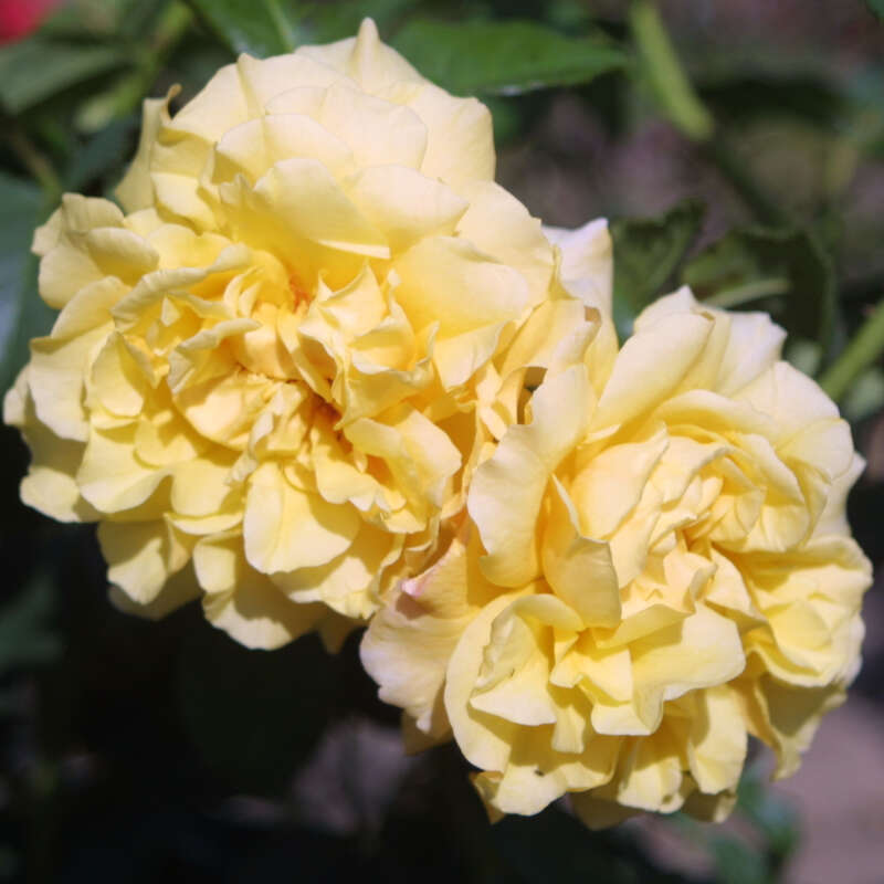 Moderne Strauchrose - Rose 'Postillion' - gelb