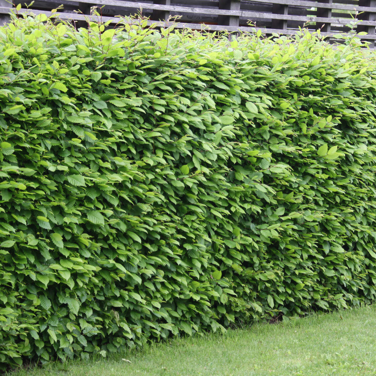 Hainbuche - Carpinus betulus - grün