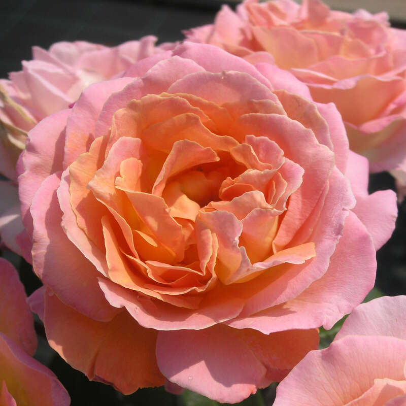 Moderne Edelrose - Rose 'Elle' - lachs